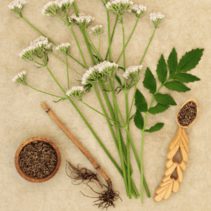 Valerian Root - Lone Star Botanicals